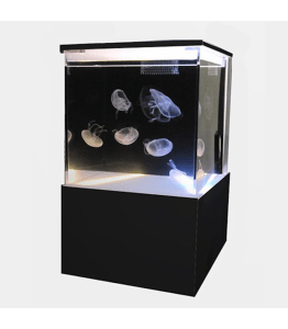 moon jellyfish blog – Tips & Tricks for Keeping Jellyfish as Pets