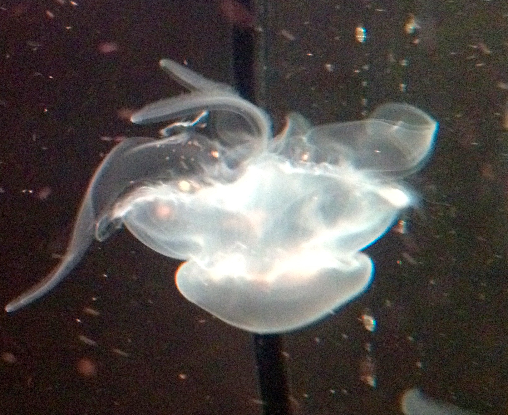 5 Things That Can Cause Your Jellyfish to Disintegrate & Look Sad ...