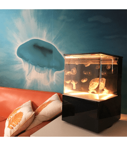 moon jellyfish blog – Tips & Tricks for Keeping Jellyfish as Pets